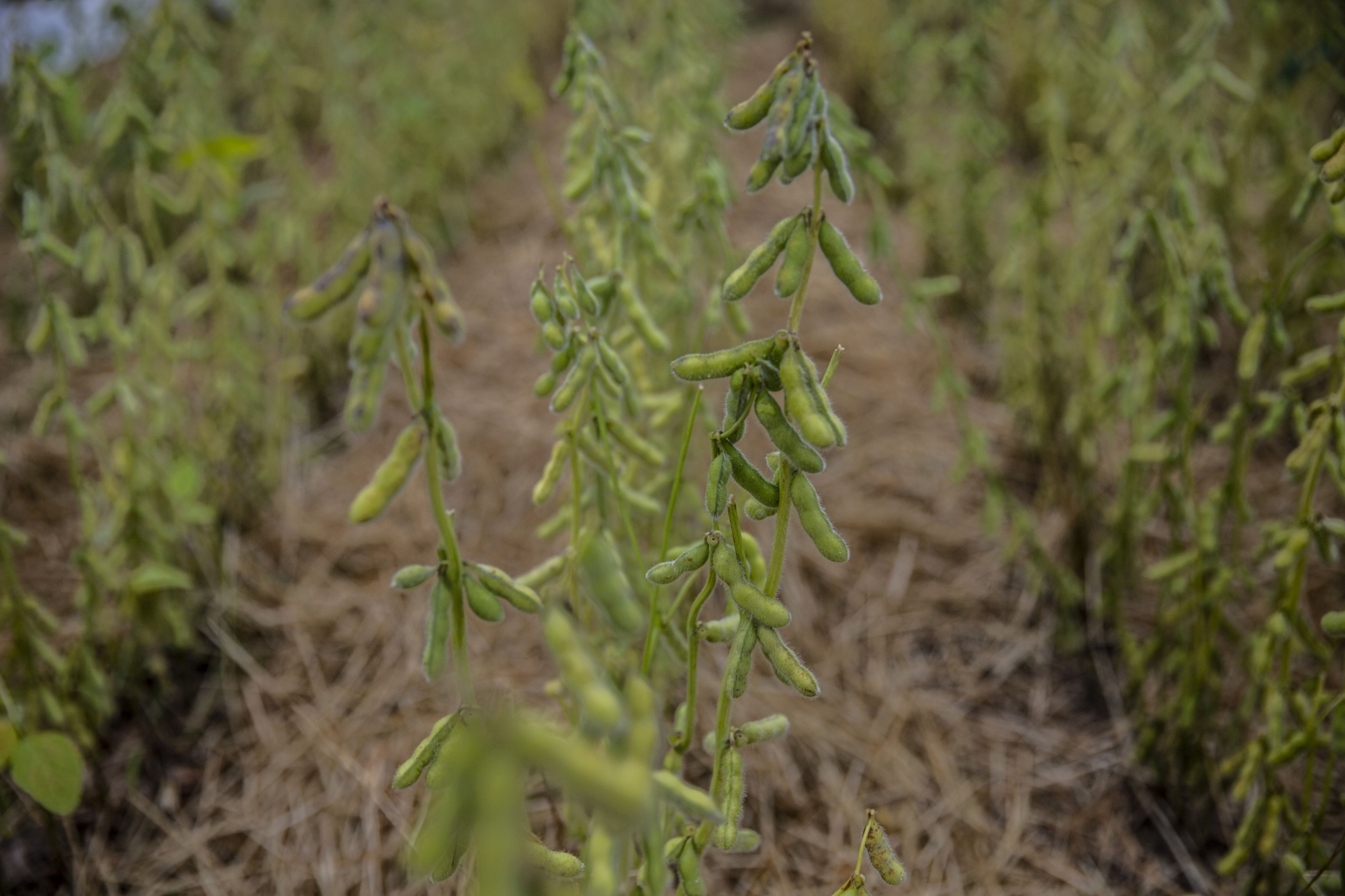Fertilizer Sanctions Split Farm Superpowers as Food Prices Surge
