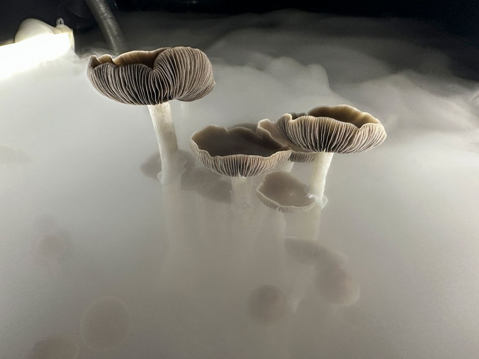 South African psychiatrists gear up to treat depression with psychedelics