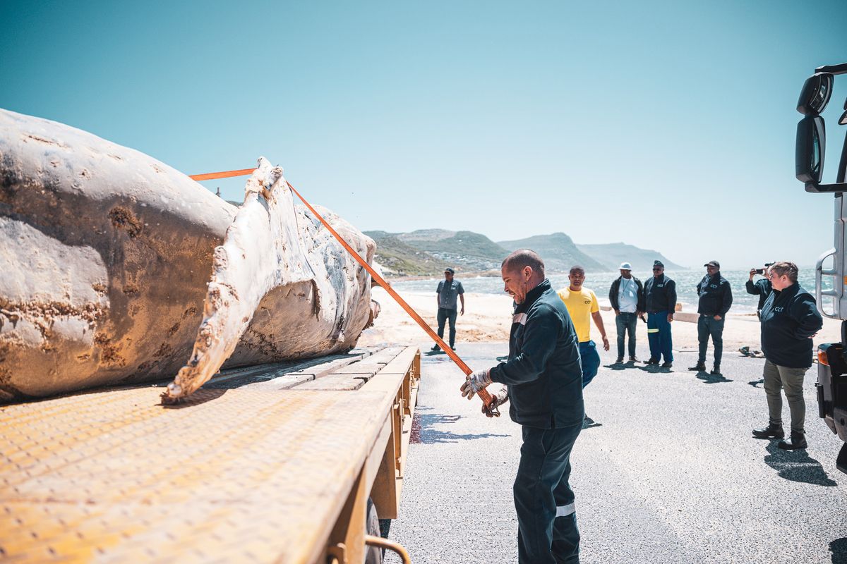Whale superhighways along the West Coast — a conservation success story