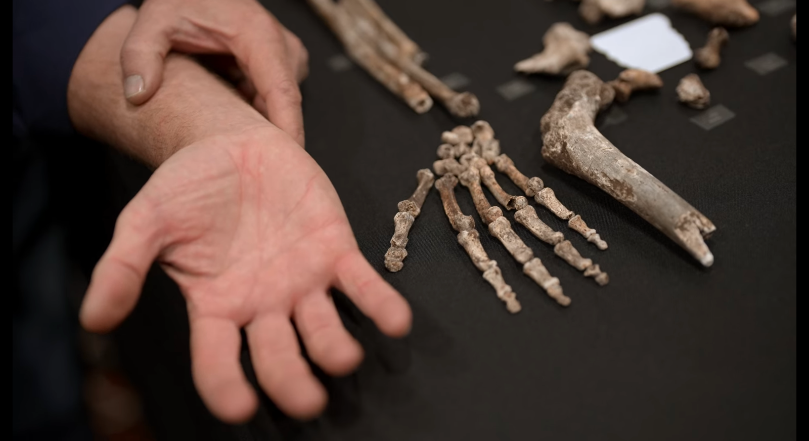 ‘Unknown: Cave of Bones’: the ancient cold case of Homo naledi