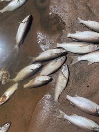 Two beaches on KZN North Coast closed after major fish kill