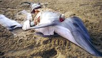 Dolphins and porpoises increasingly slaughtered for food and fish bait