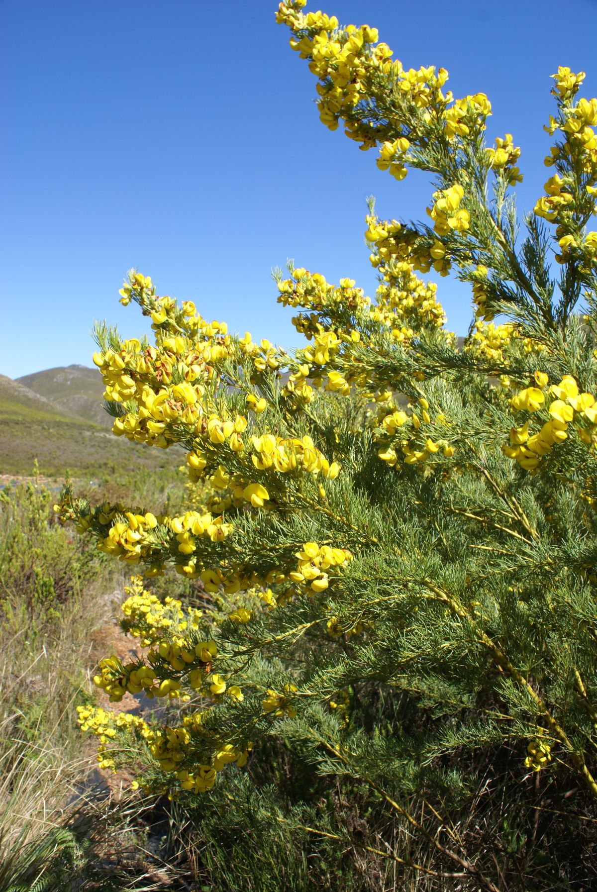 Plant matter: How rooibos brought justice to SA’s indigenous