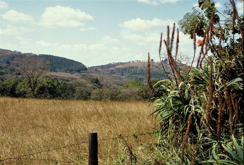 A profound homesickness, for Africa