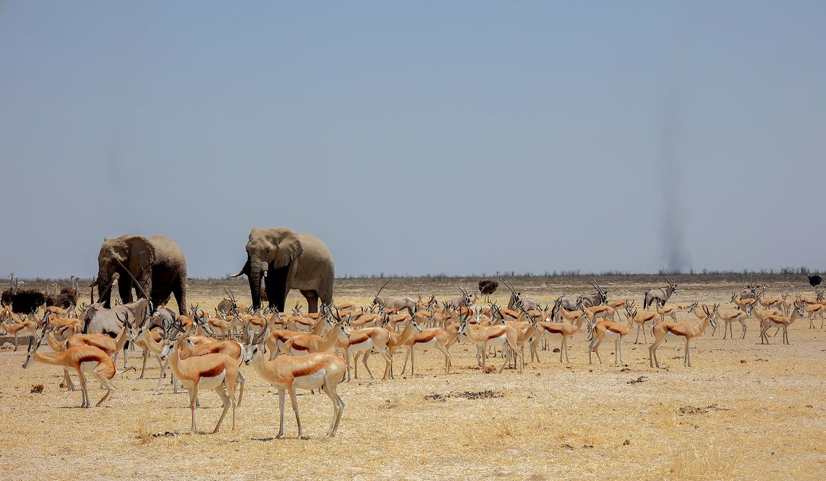 Criticism after week-long fire at Etosha National Park threatens biodiversity, livelihoods
