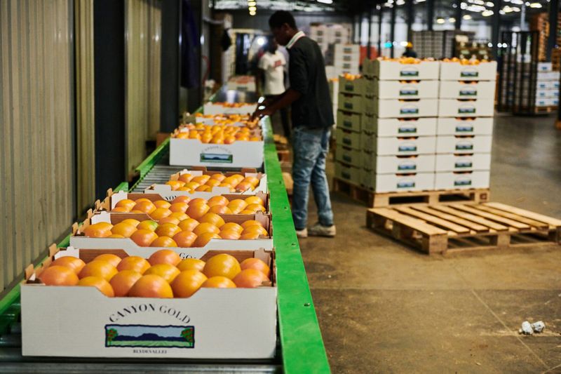 Green Shoot: SA's citrus sector to smash export records this year as ...