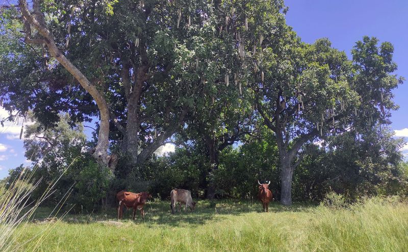 Embracing the in-between, ditching the people-or-wildlife conservation ...