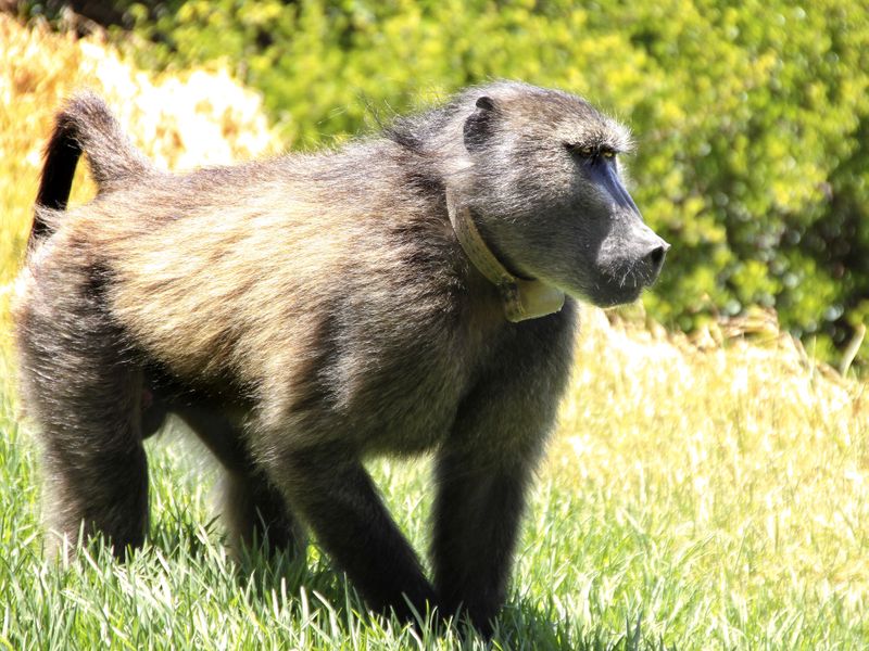 Guidelines, not residents’ wishes, are followed when managing baboons ...