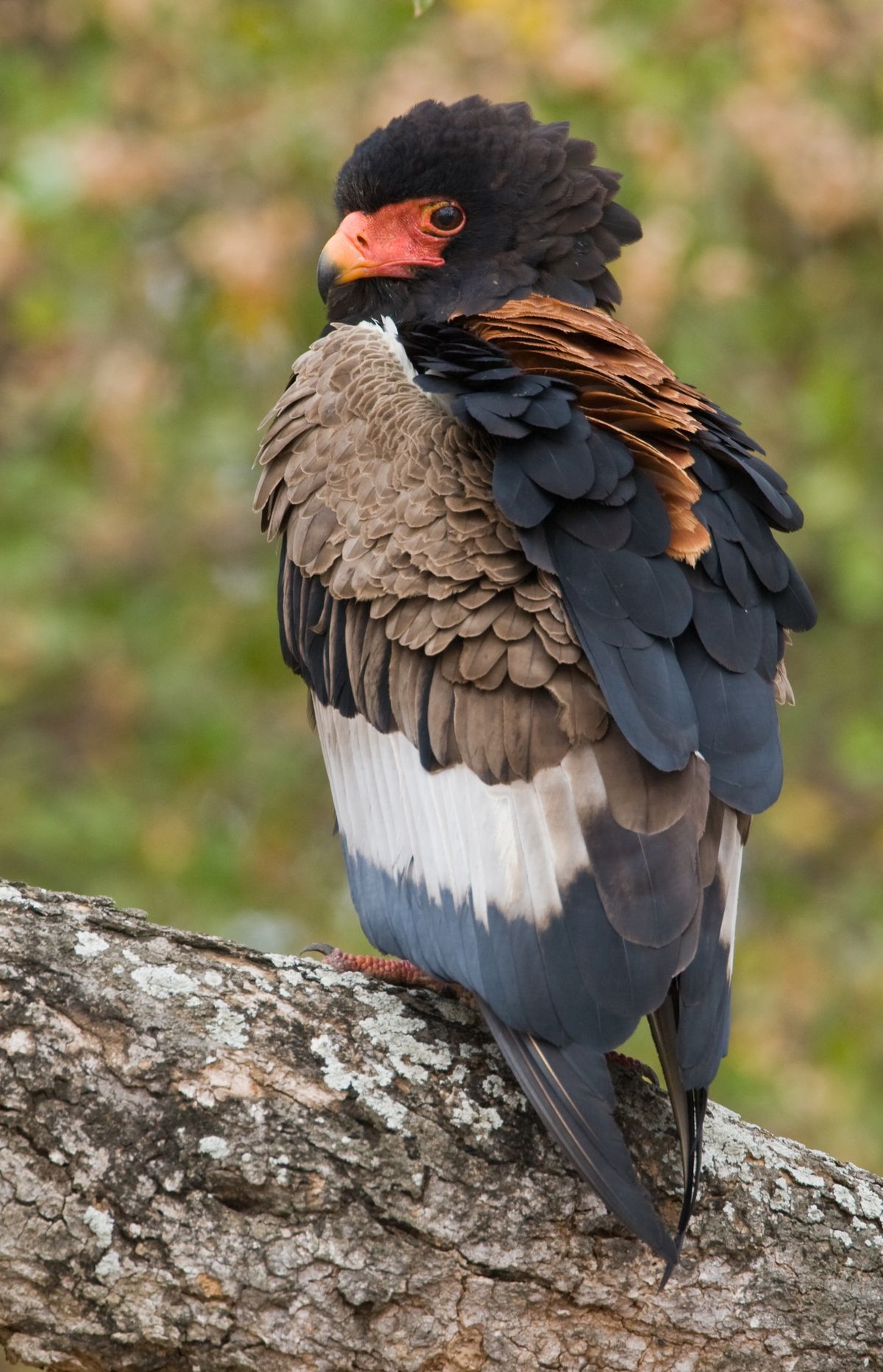 Meet the majestic bateleur, BirdLife SA’s 2024 Bird of the Year