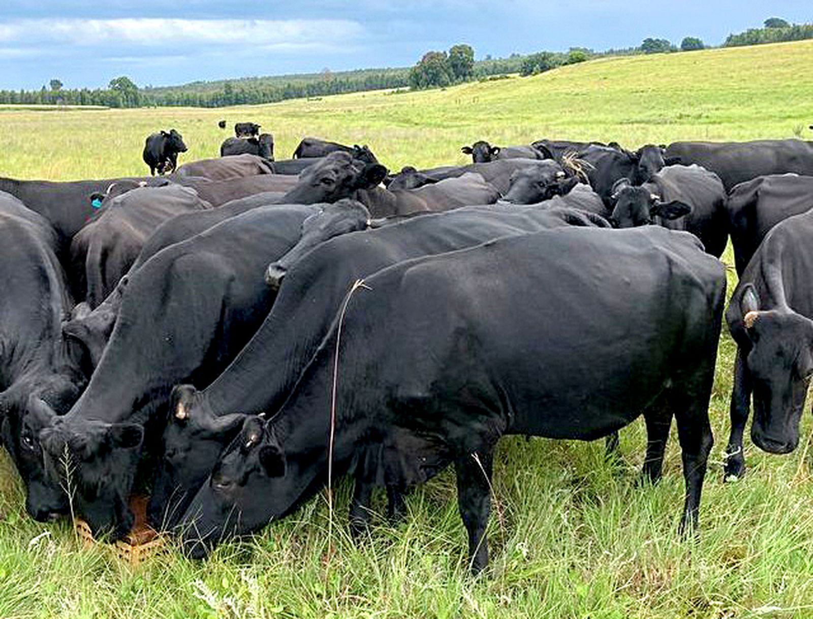 Mpumalanga Highveld battle looms as farmers resist gas drilling plans
