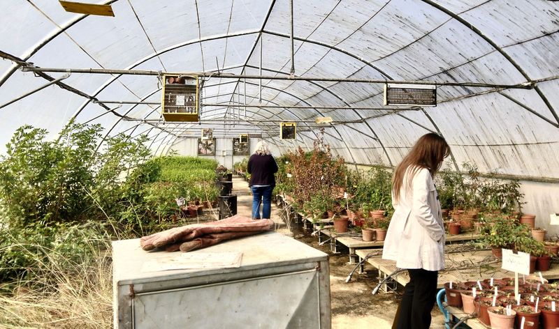 Biocontrol: Using bugs instead of pesticides to tackle invasive plants