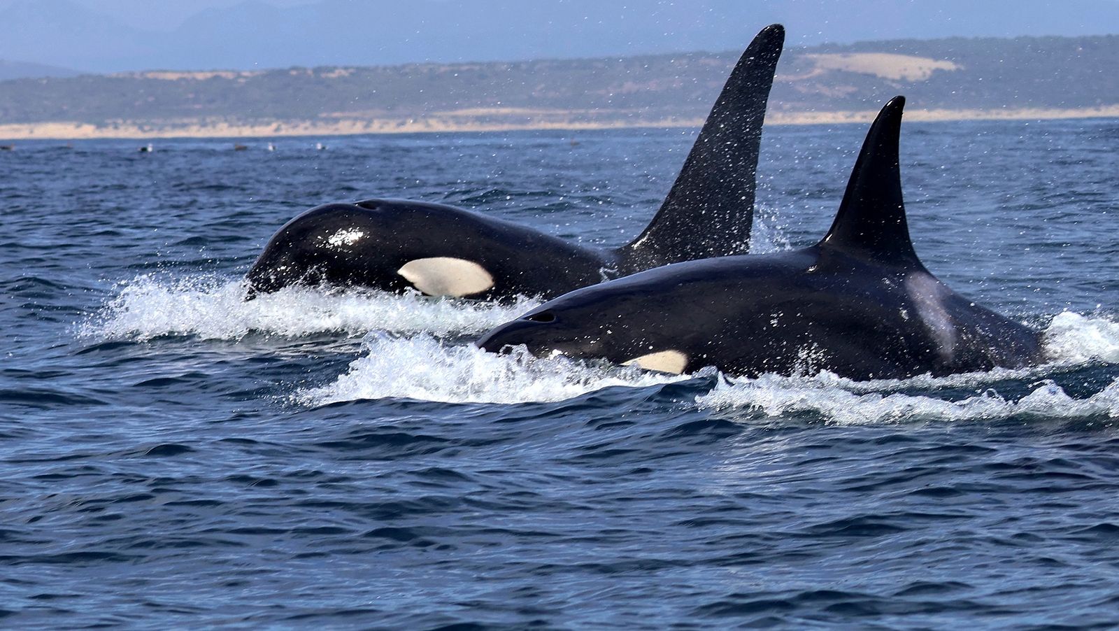 Killer whales in Algoa Bay; Experts track returning pod