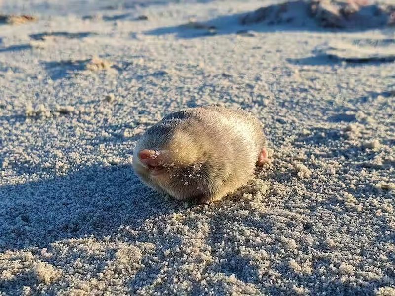 Golden mole that swims through sand is rediscovered in South Africa ...