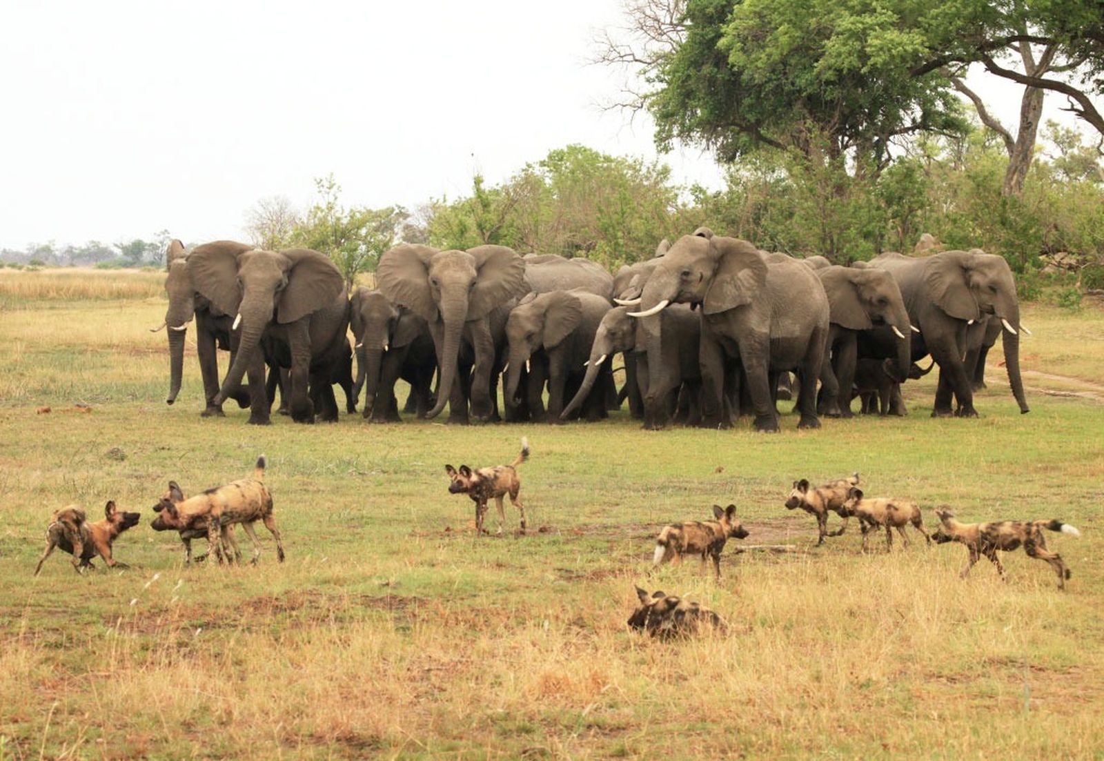Will SA’s new elephant strategy safeguard their future?