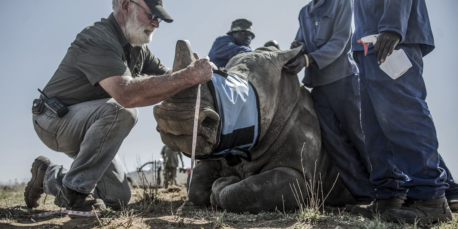 Legalising rhino horn is a deadly mistake, and CITES CoP20 must close ...
