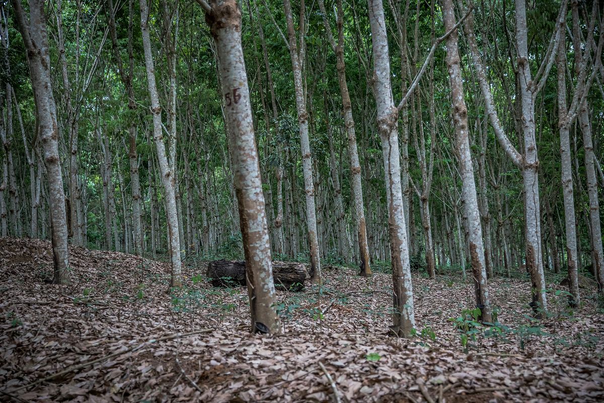 Chinese rubber firm in Cameroon ‘destroys’ forests, indigenous lives