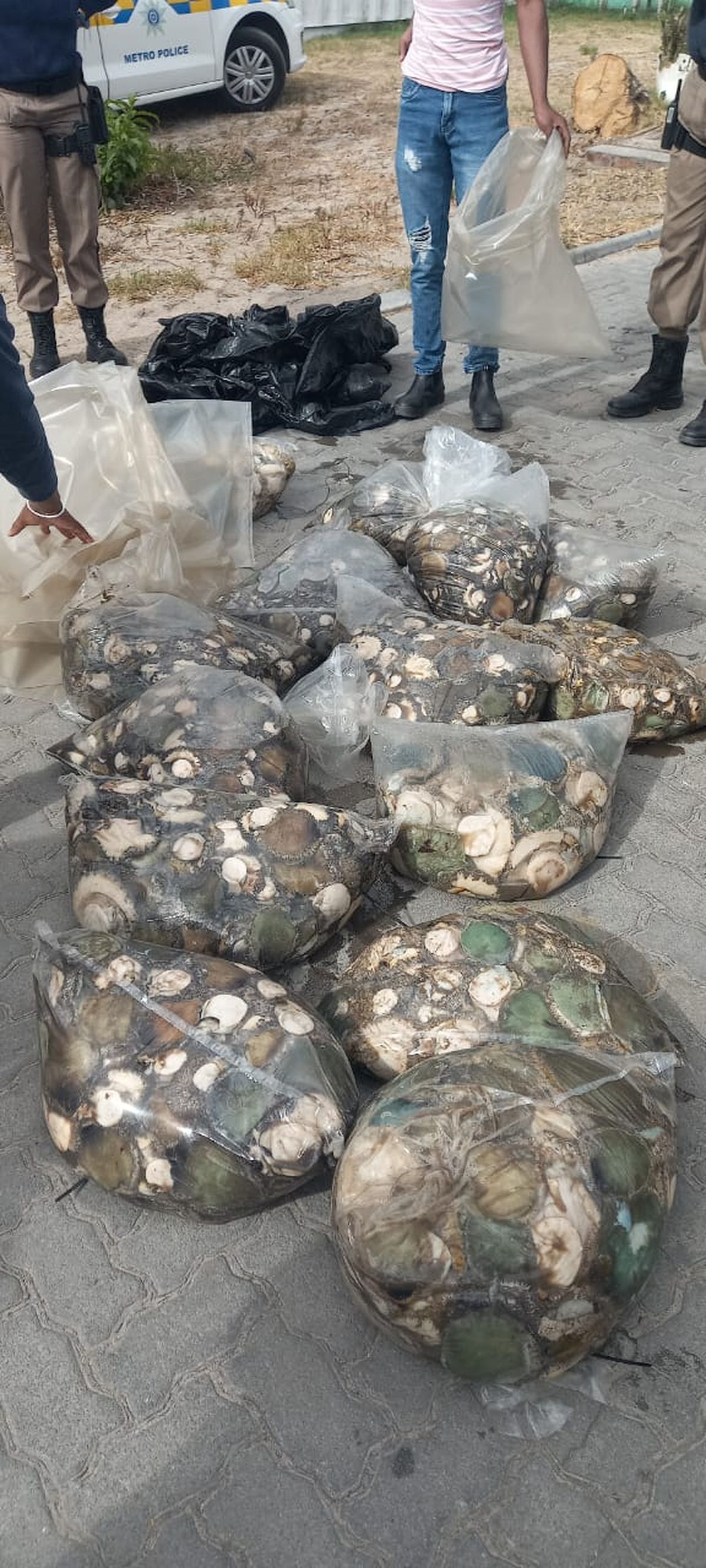 Abalone poachers pelt Western Cape environmentalist with stones for ...