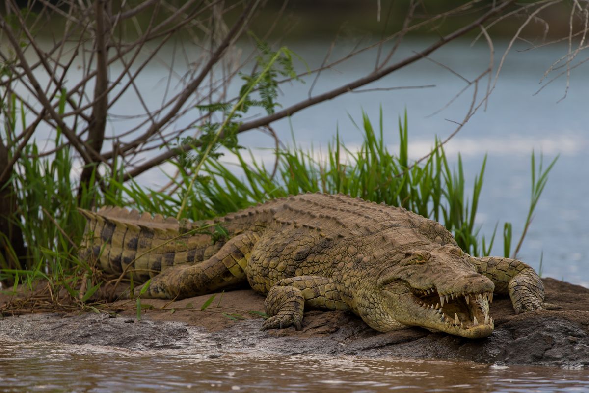 Majete: One of the finest parks in Africa for game viewing