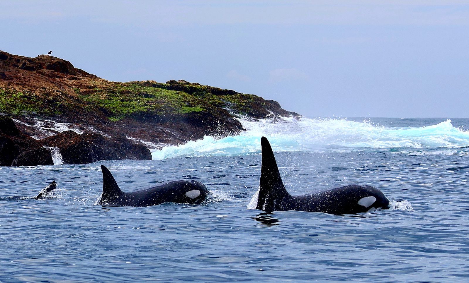 Killer whales in Algoa Bay; Experts track returning pod