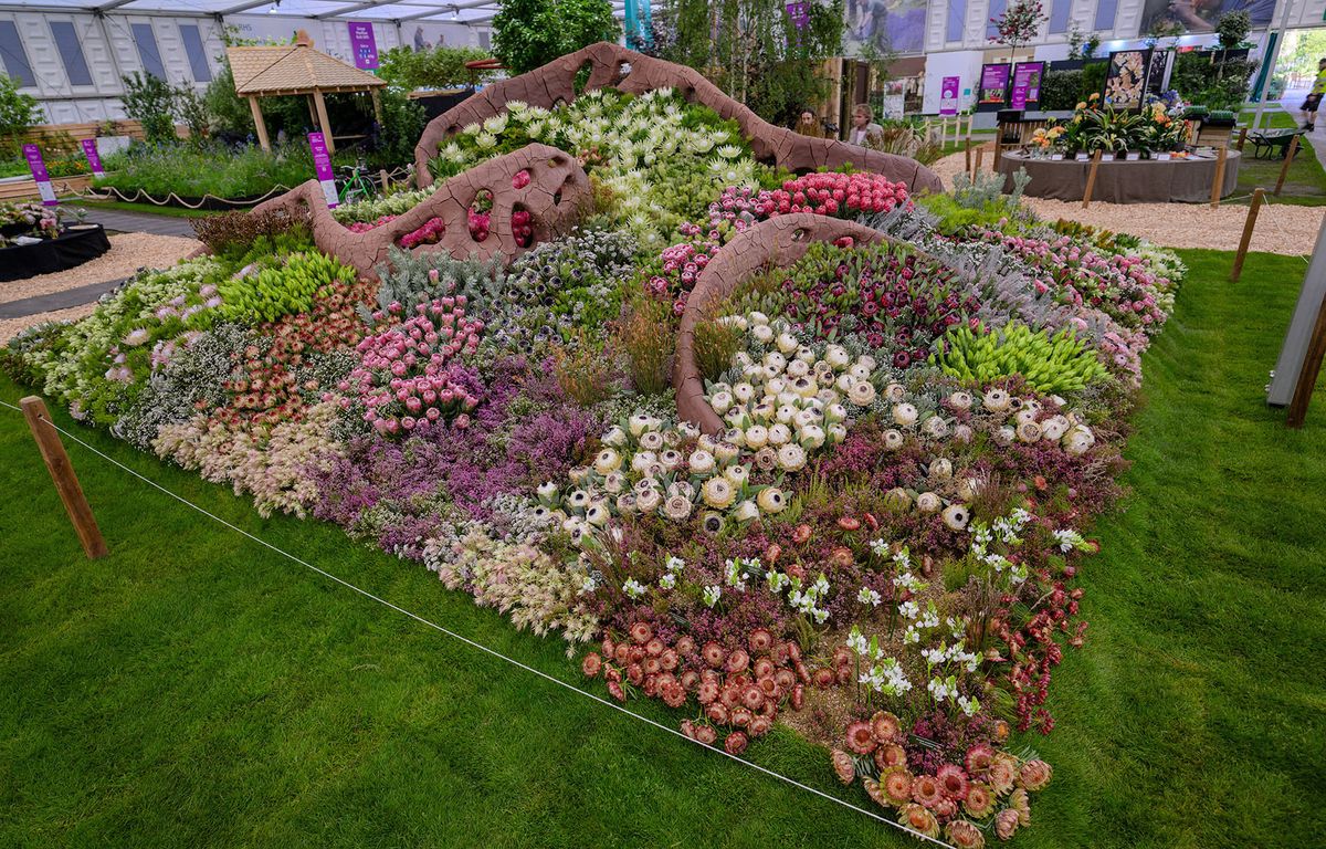 Chelsea Flower Show: South Africa’s long and hard road to gold