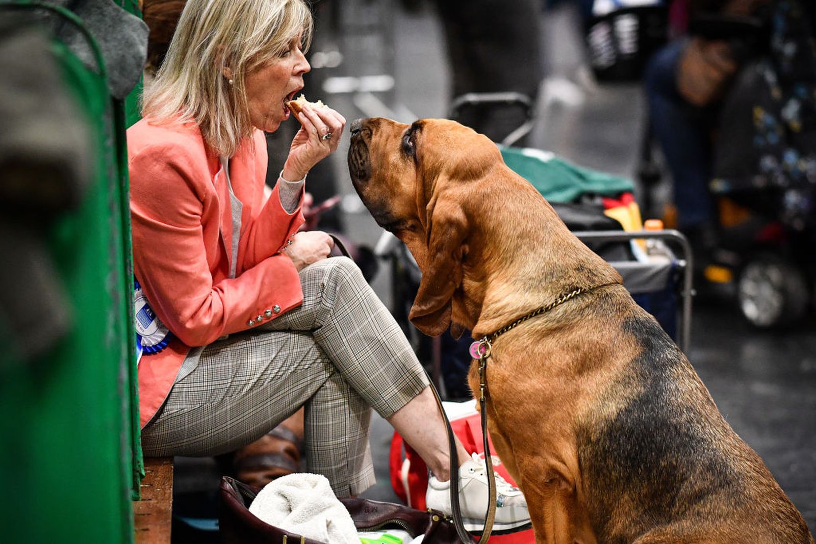 In pictures – Top dogs