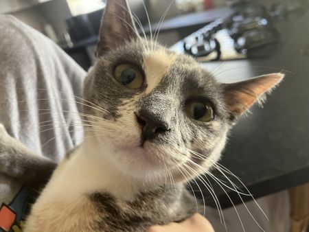 Breeding crisis: the plight of animal rescuers during kitten season