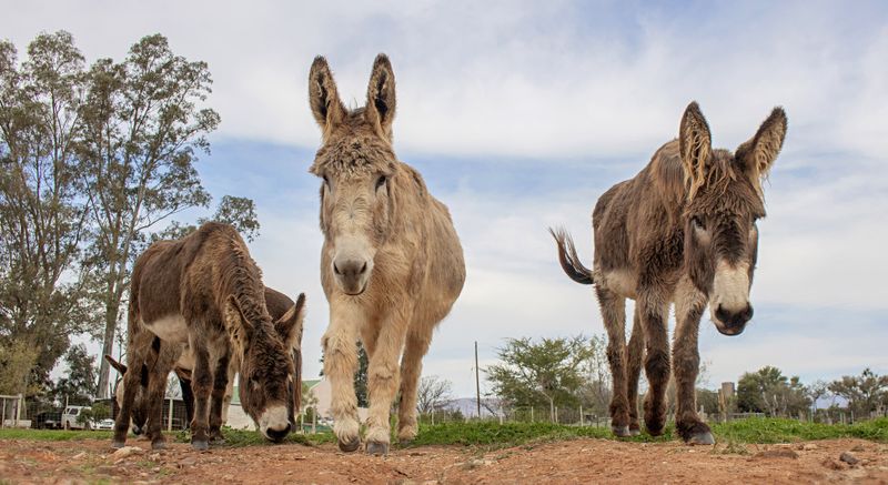 Suspected rabid donkey attacks people in Eastern Cape
