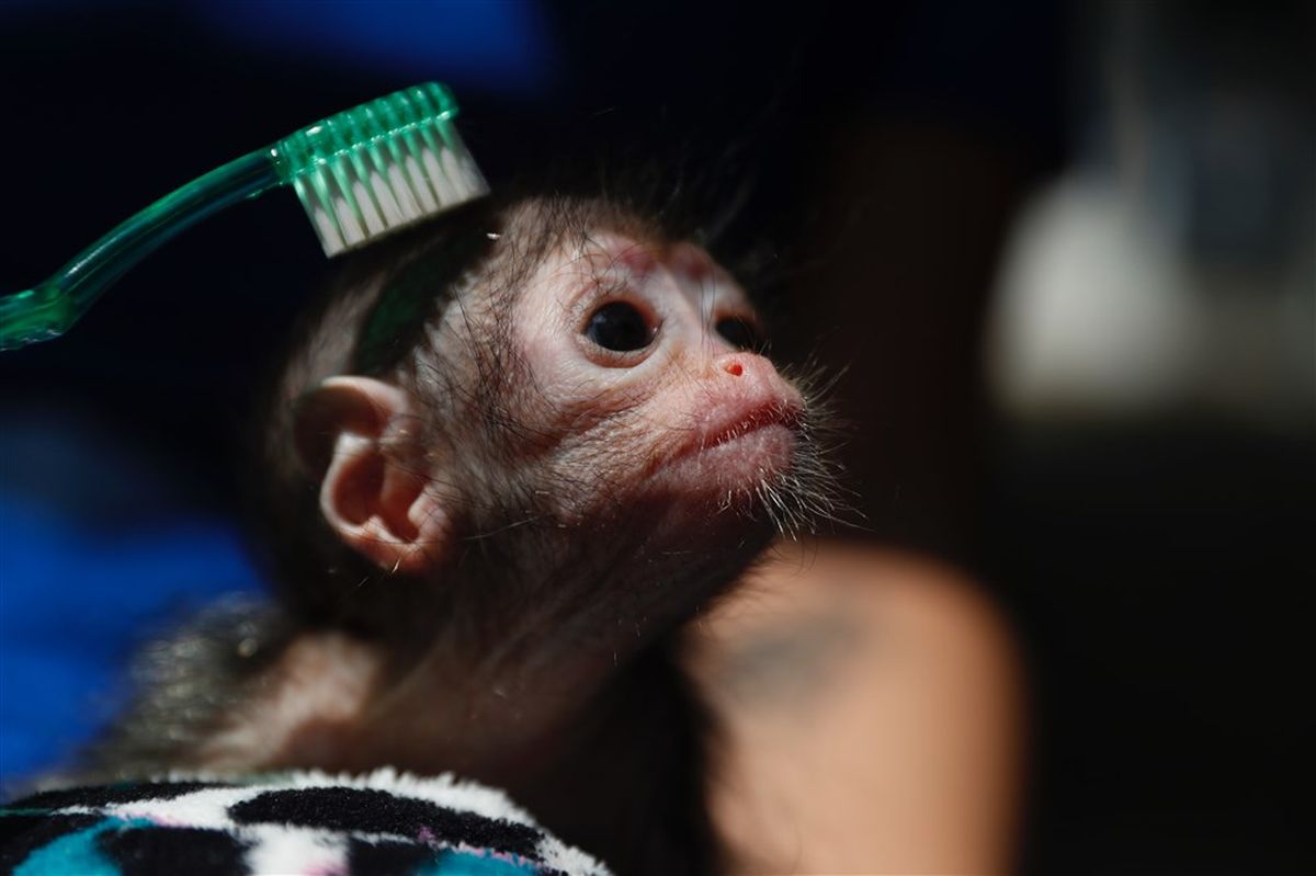 Newborn baby spider monkey in Cali, Colombia, and more from around the ...