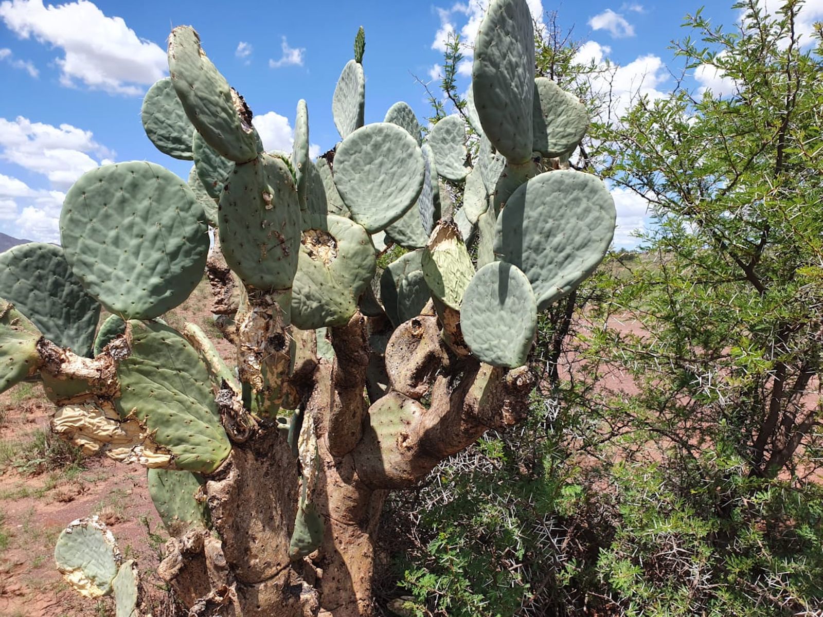Prickly Pears: A seasonal treasure that’s worth the sting