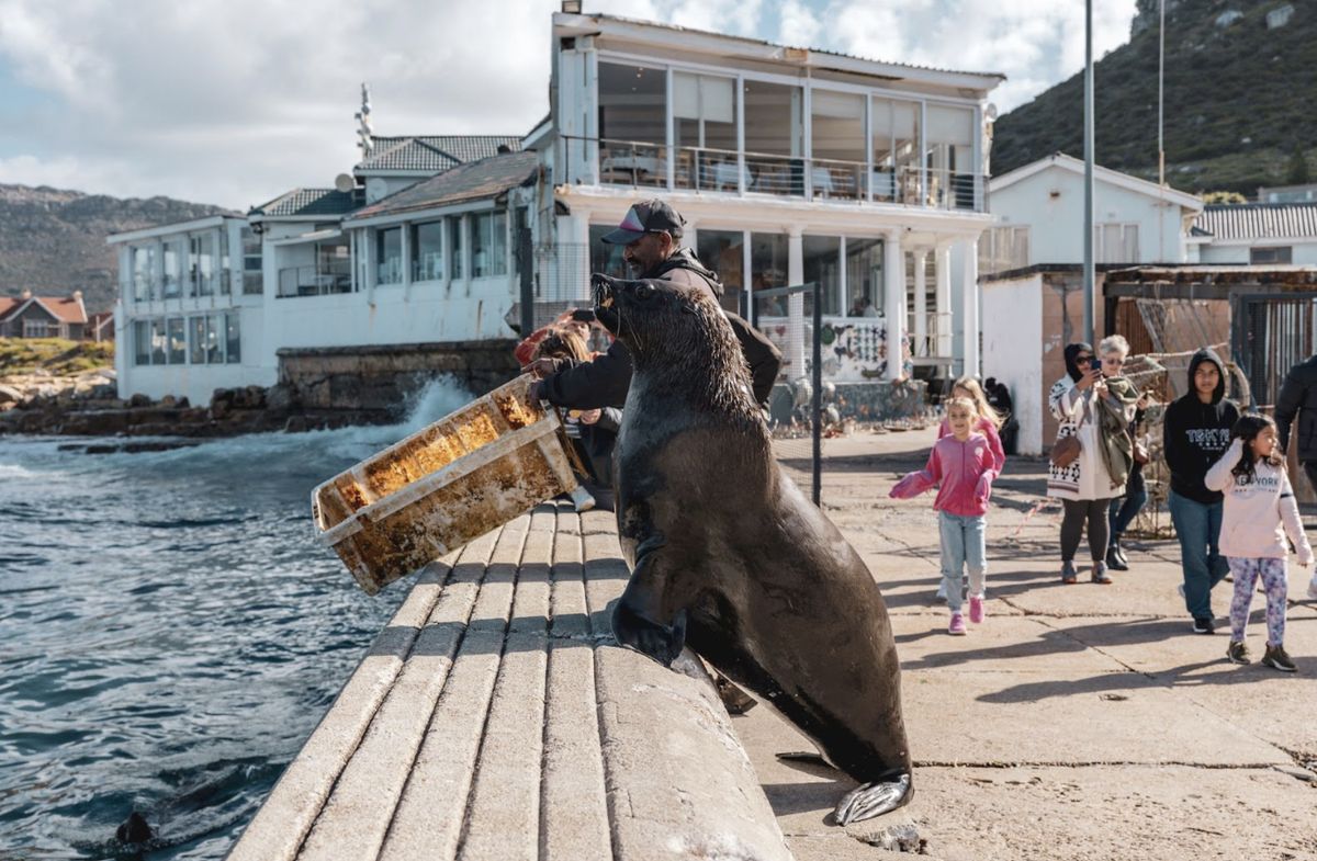 Rabies outbreak in Cape fur seals: navigating a new reality