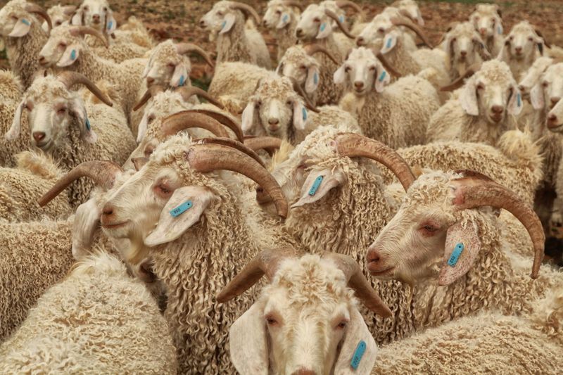 This is mohair country, home of the beautiful Angora goat