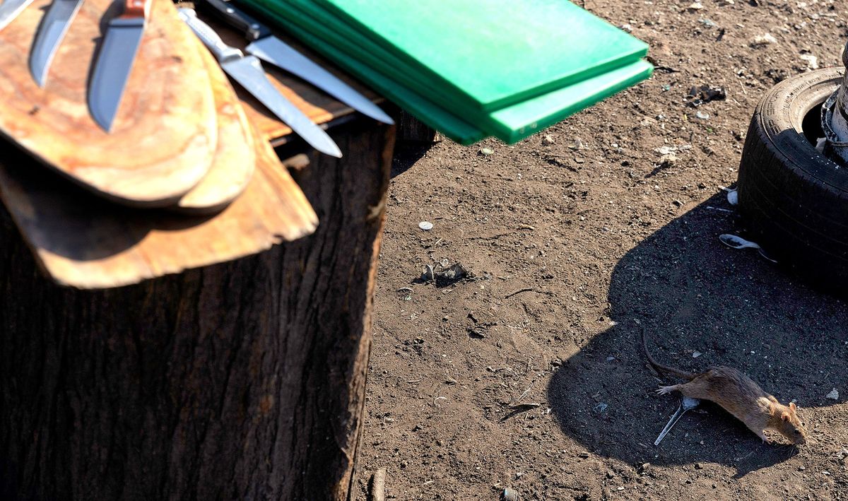 Contentious traps, a human food addiction and the ‘daddy’ factor — why ...
