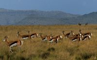 Springbok across the horizon: Solving the mystery of the trekbokke