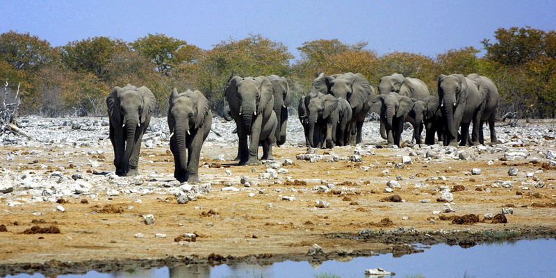 False sympathy won't help Namibia’s people or elephants