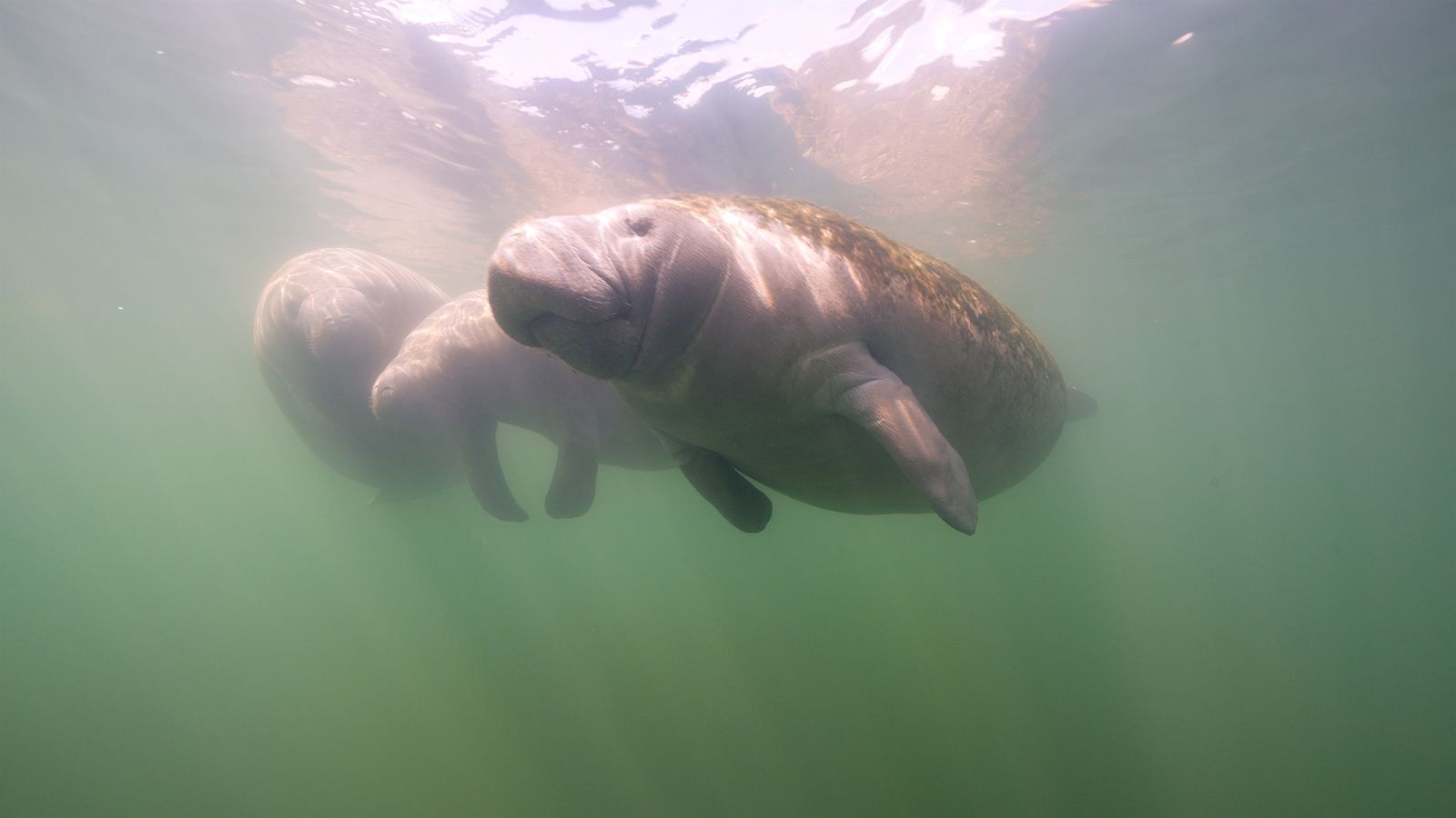 Meet the man with the welfare of the African manatee at heart