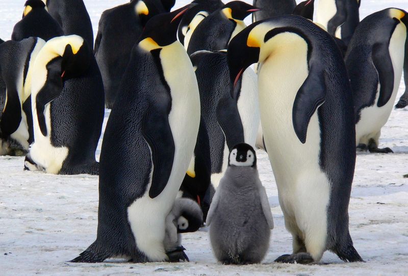 emperor penguin hatching