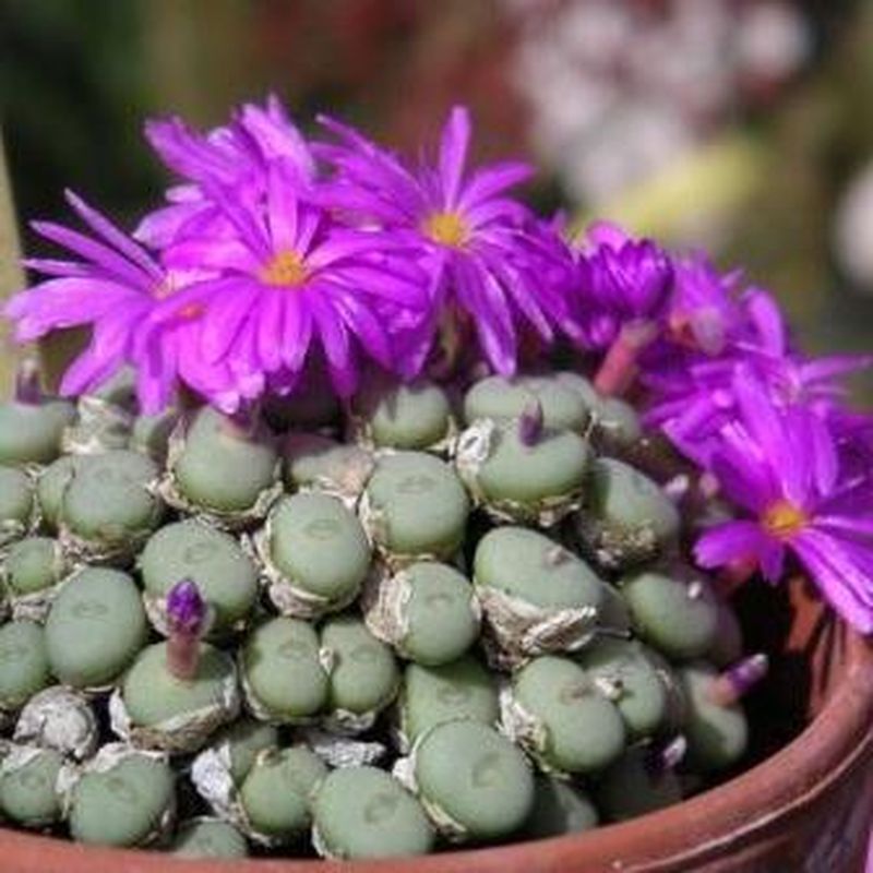 We’re racing against time to save SA’s botanical splendour