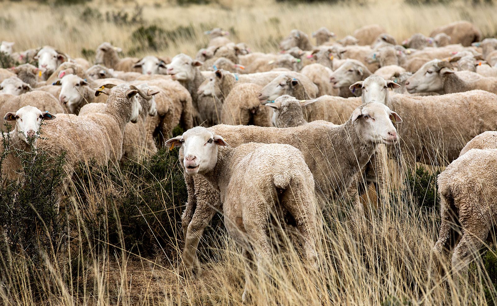 Healthy land means healthy wool for SA’s farmers