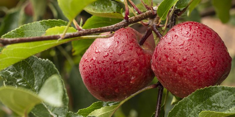 Flash Gala apples hit the sweet spot for SA fruit producers