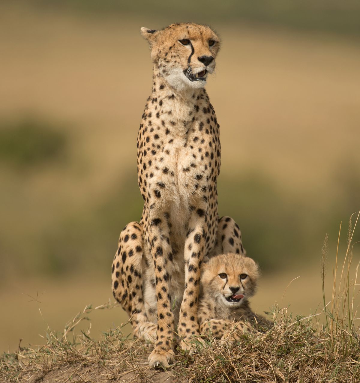 Translocation of SA cheetahs to India — ‘there will be heartache and pain’