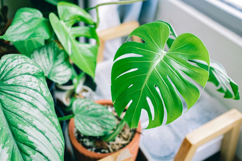 Can houseplants really purify the air in your home? What the science ...