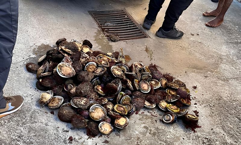 Calm seas, busy poachers as Nelson Mandela Bay’s illegal perlemoen ...