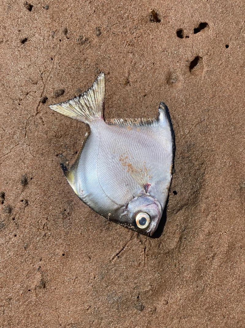 Two beaches on KZN North Coast closed after major fish kill