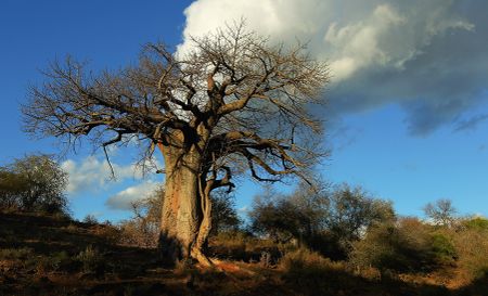 Steel ‘monster’ set to destroy hundreds of thousands of Limpopo ...