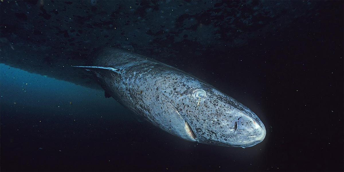 The Greenland shark’s slow swim through deep time — and into possible ...