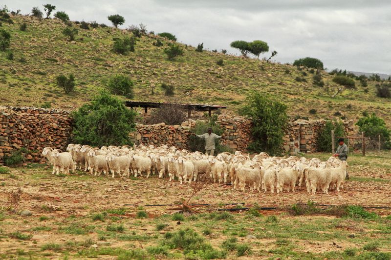 This is mohair country, home of the beautiful Angora goat