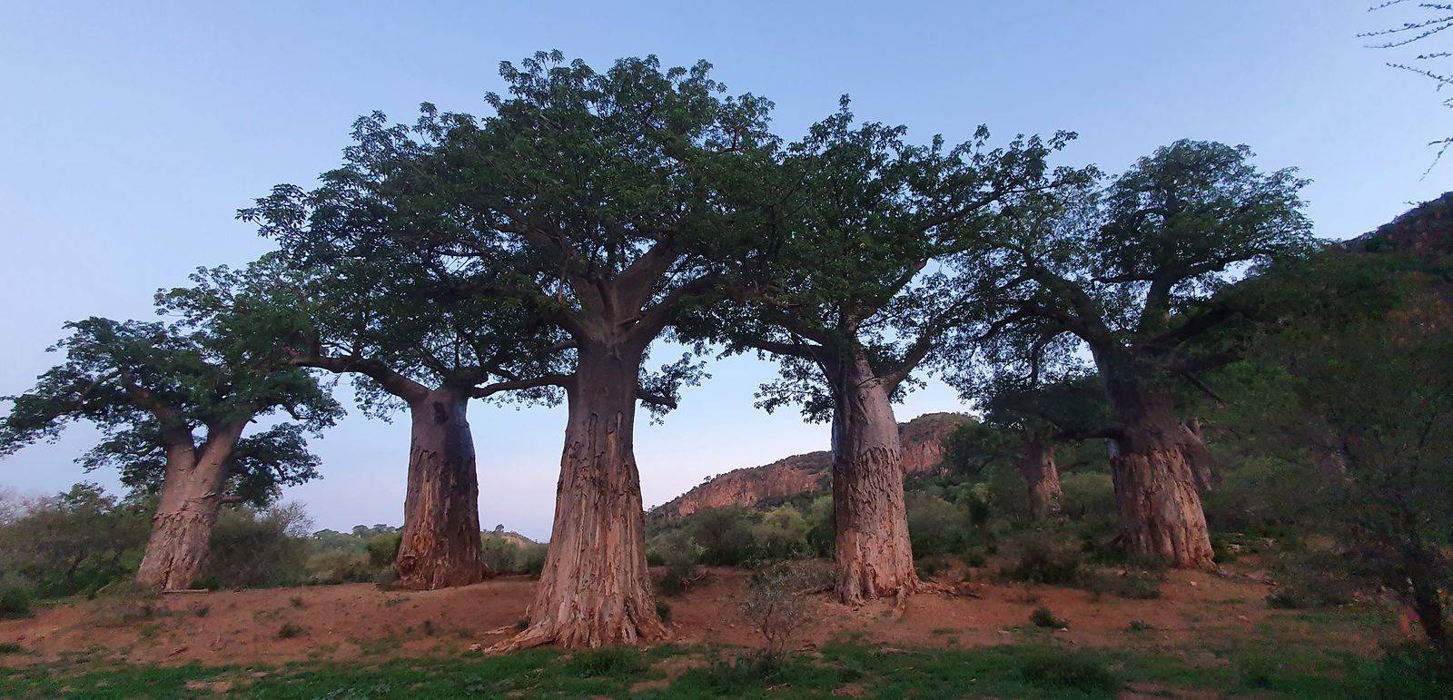 Following footsteps through time in Pafuri Triangle