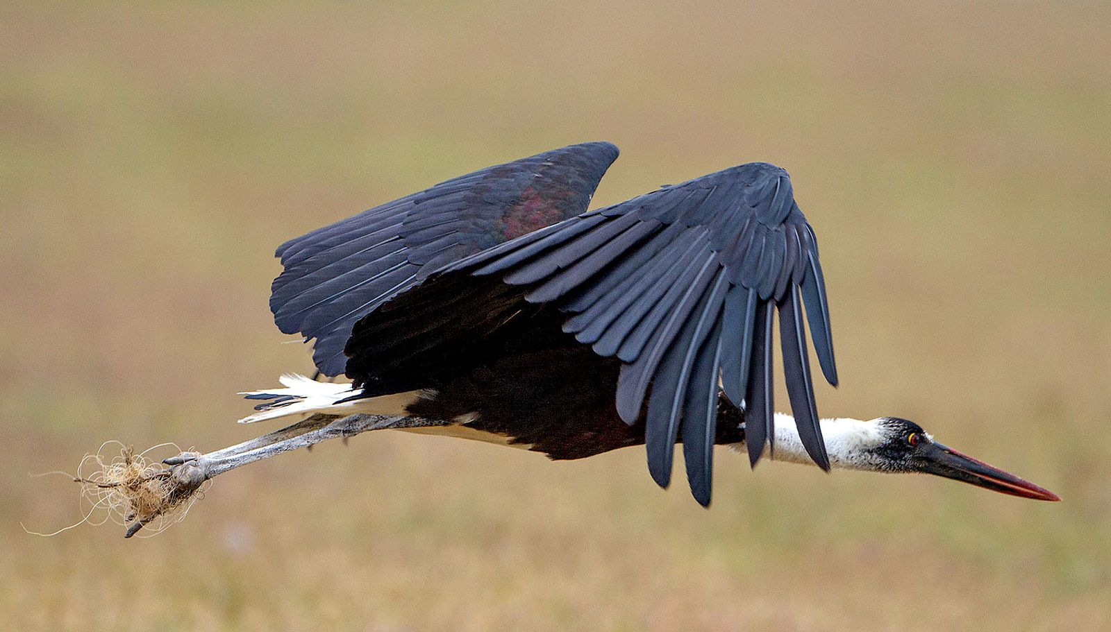 Abandoned fishing gear can lead to painful consequences for birds