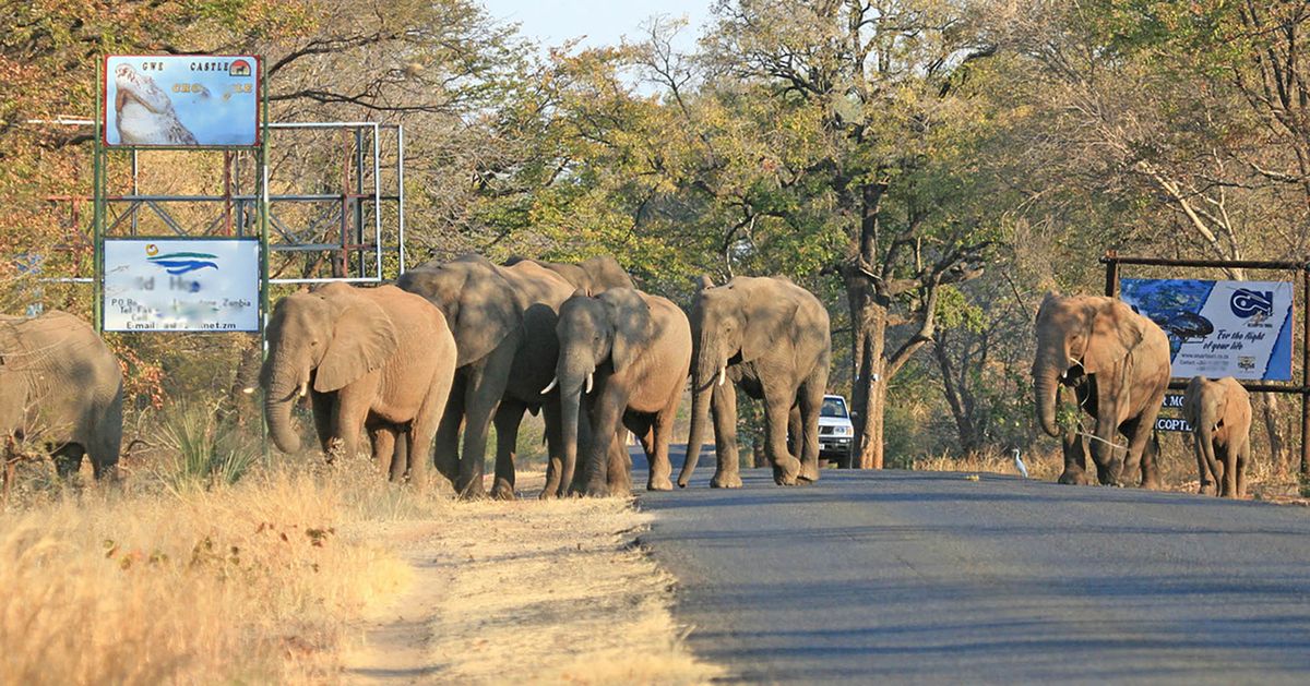 Mapping a future and sustainable pathways for southern Africa’s wild ...