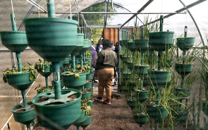 Vertical greening: How it can reduce heat, produce food in African cities